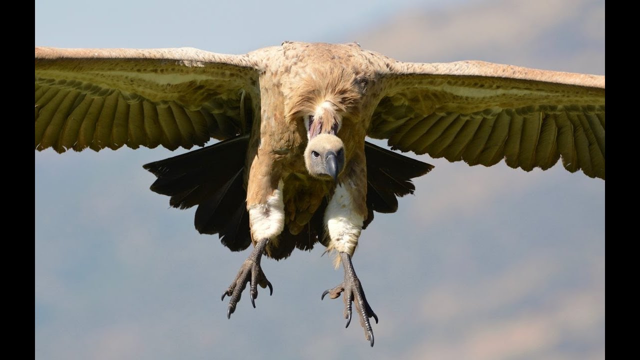 The Most Hated Bird—And Why It's Actually a Hero"..? - YouTube