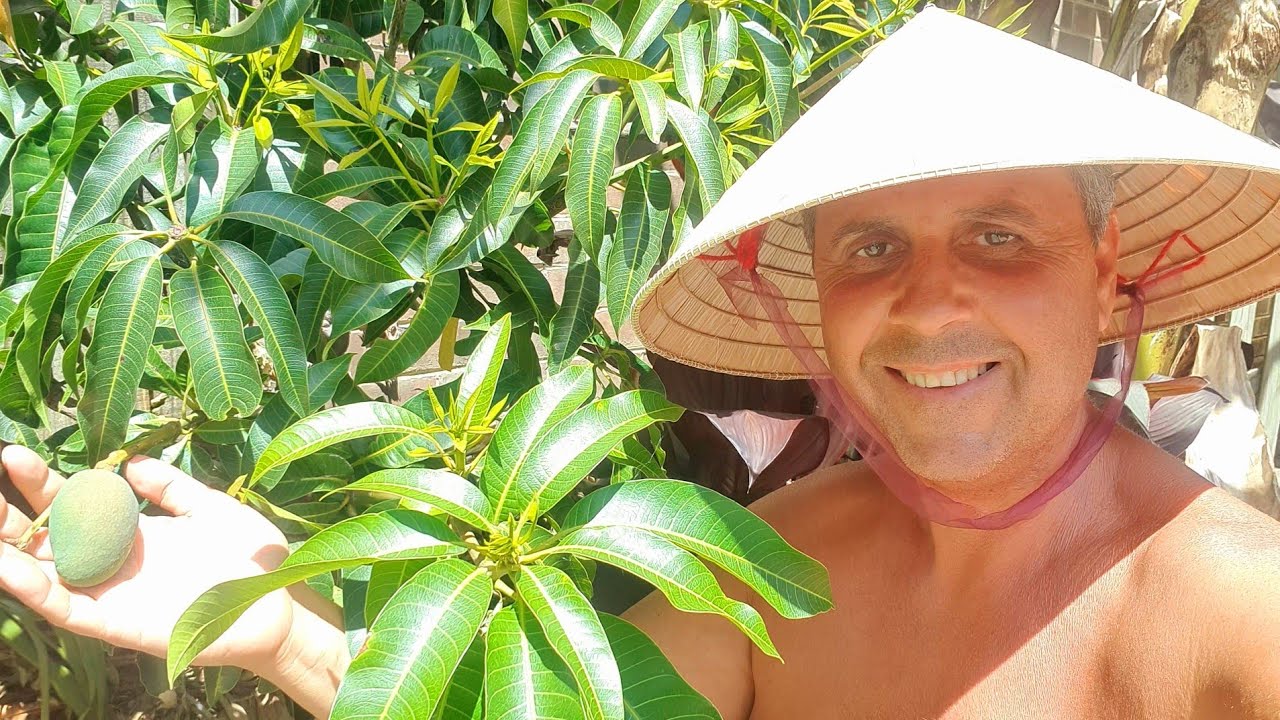 First Mangoes Are Coming On Our Hottest Summer Day - YouTube