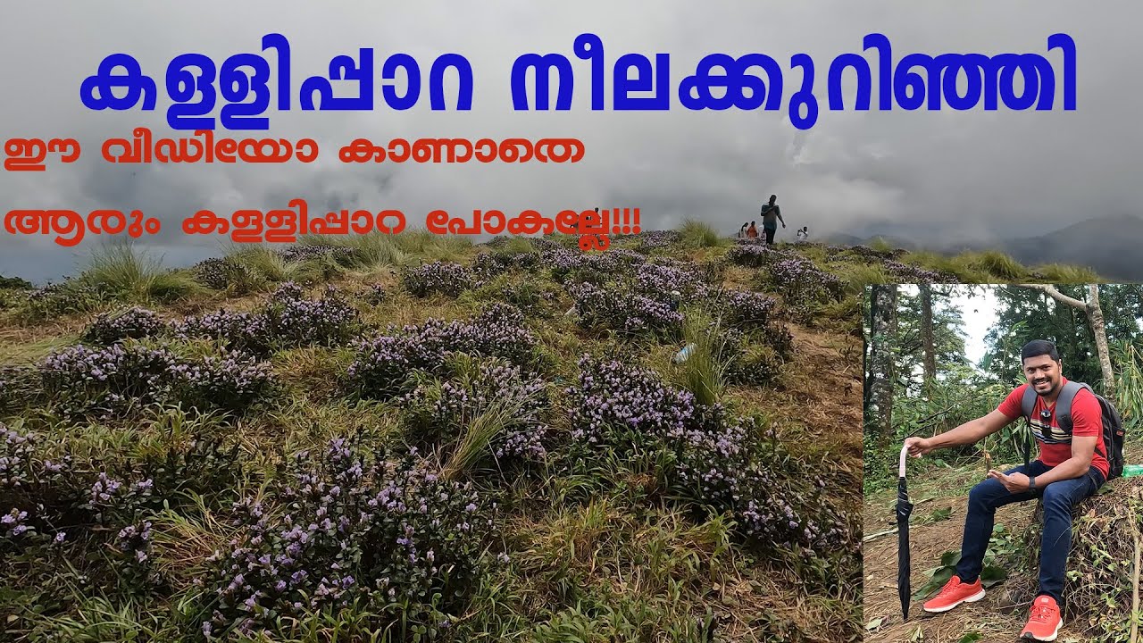 Kallipara Neelakurinji-ഈ വീഡിയോ കാണാതെആരും കള്ളിപ്പാറപോകല്ലേ# ...