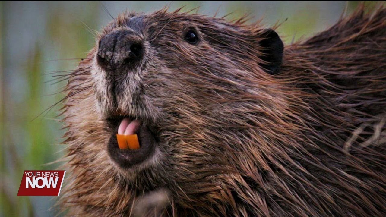 Beavers Teeth