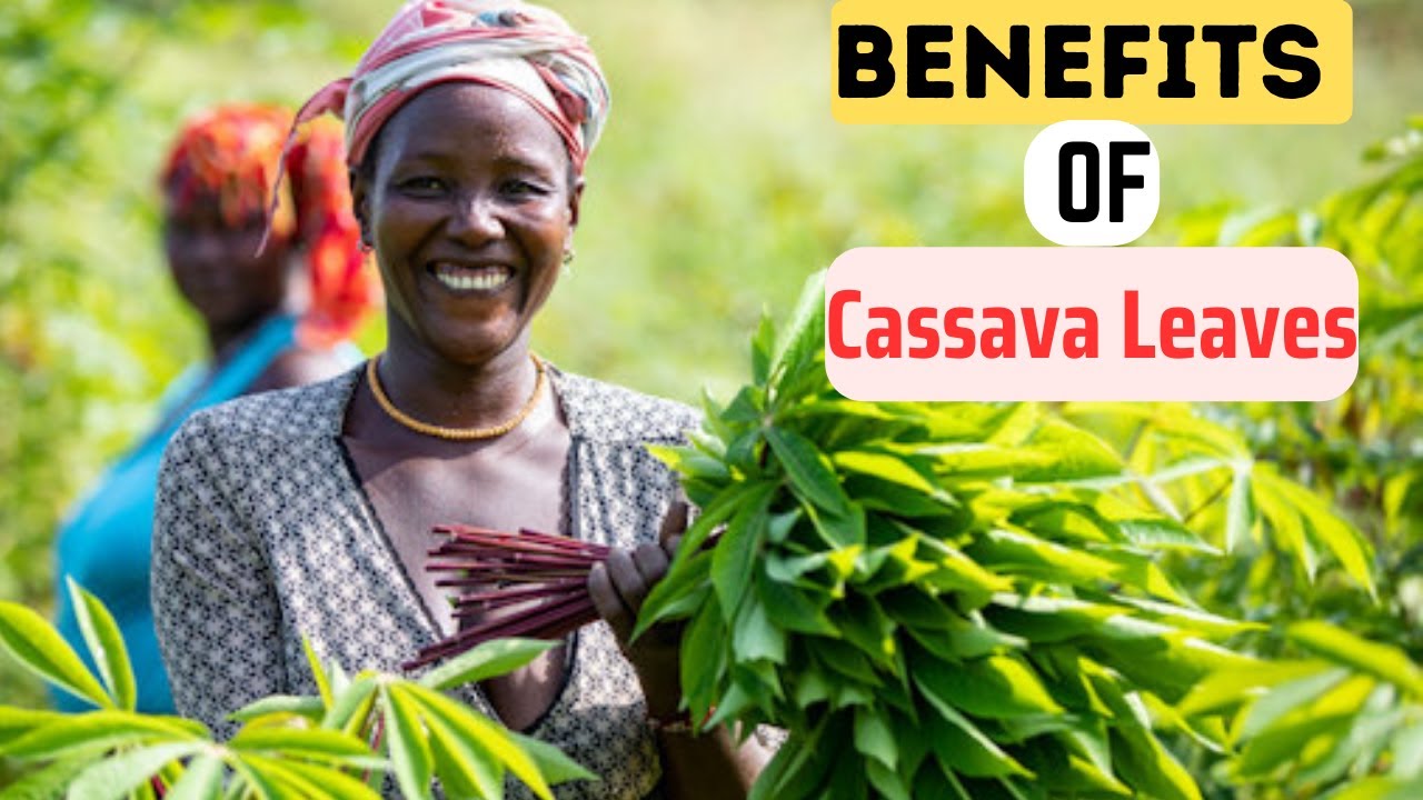Benefits of Cassava Leaves - YouTube