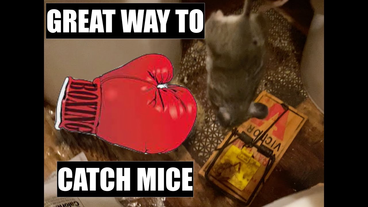 Great Way to Catch Mice - YouTube