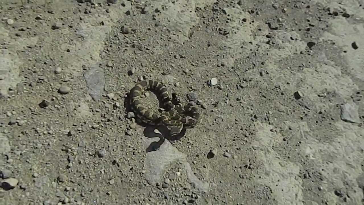 Large Pacific Rattlesnake Movement - YouTube