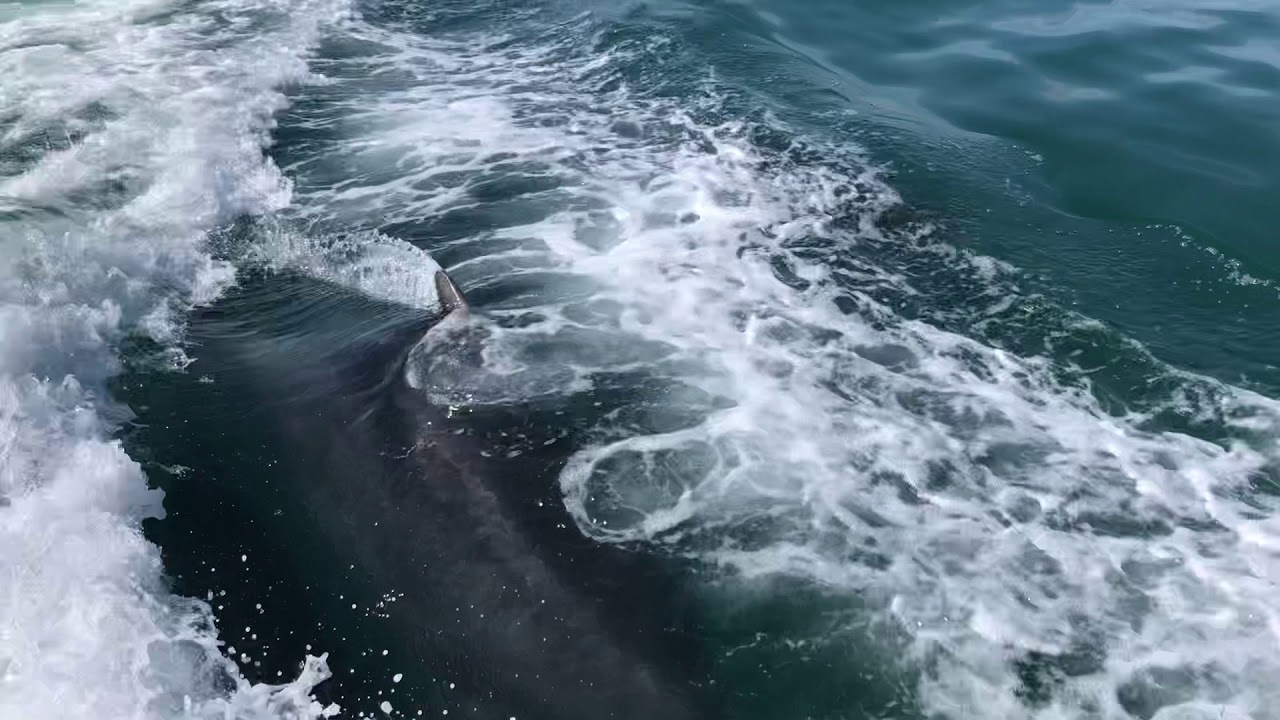 DOLPHINS BRIGHTON 26/5 PLAYING and LEAPING IN BOAT WASH. Almost ...