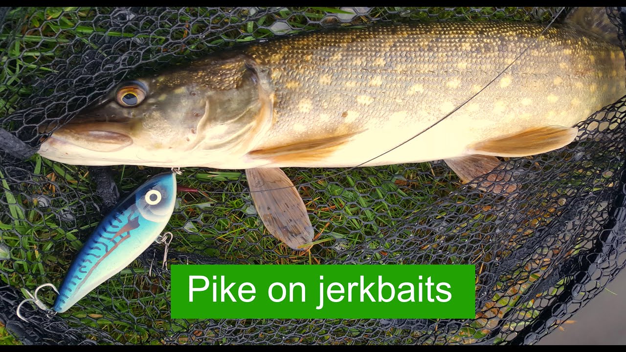 Pike on jerkbaits - YouTube