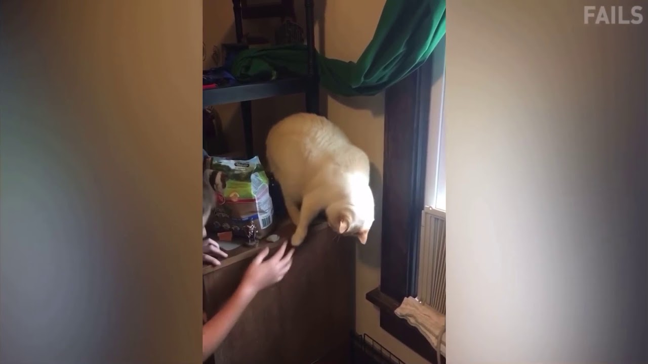 Funny cats Fail 😂( Must watch) - YouTube