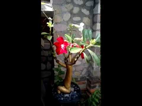 Bunga Jepun Jepang Dua Warna Dalam Satu Pohon - YouTube