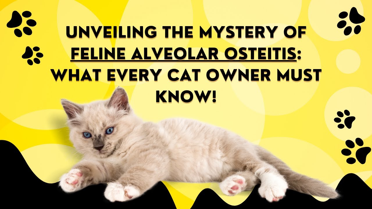 Unveiling the Mystery of Feline Alveolar Osteitis: What Every Cat Owner ...