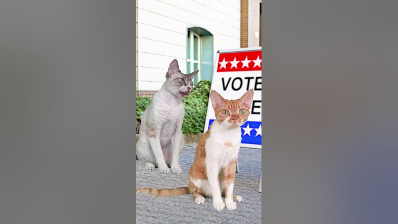 Patriotic Cats Encourage You To Vote #shorts - YouTube
