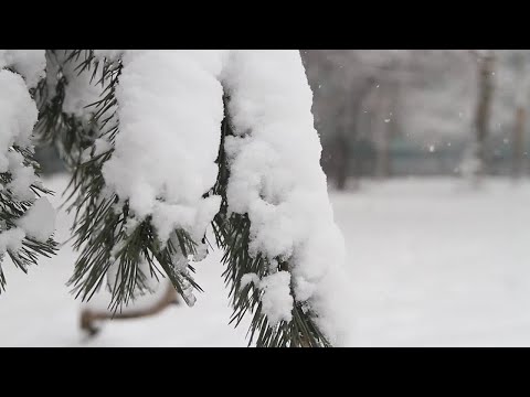 Pine Tree Covered With Snow Stock Video