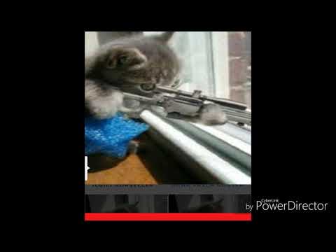 Caps serisi -1. bölüm ; kediler