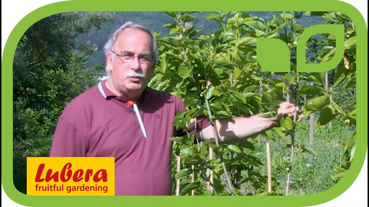 The white mulberry from Lubera – sweet like sugar candy - YouTube