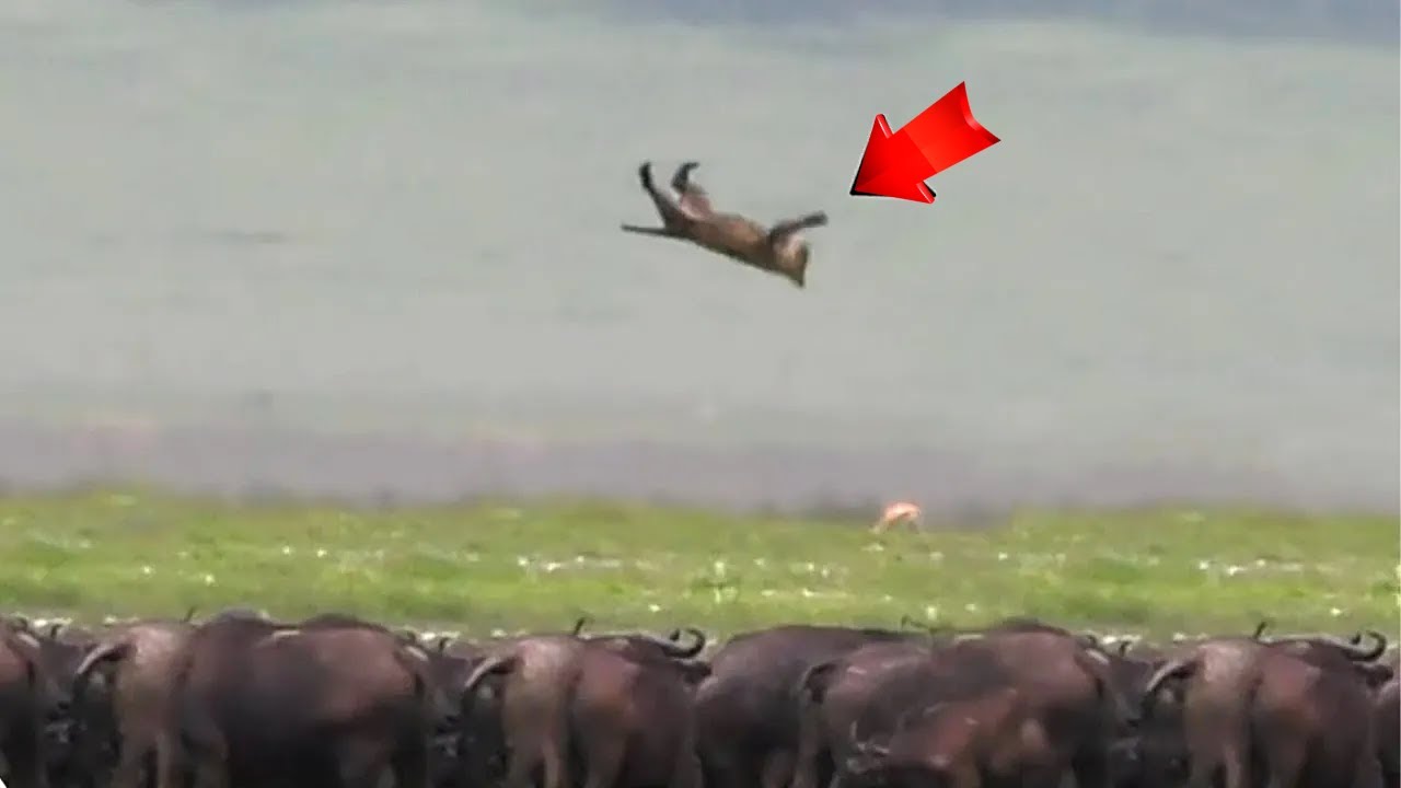 WHEN THE BUFFALO MAKES THE LION FLY - YouTube