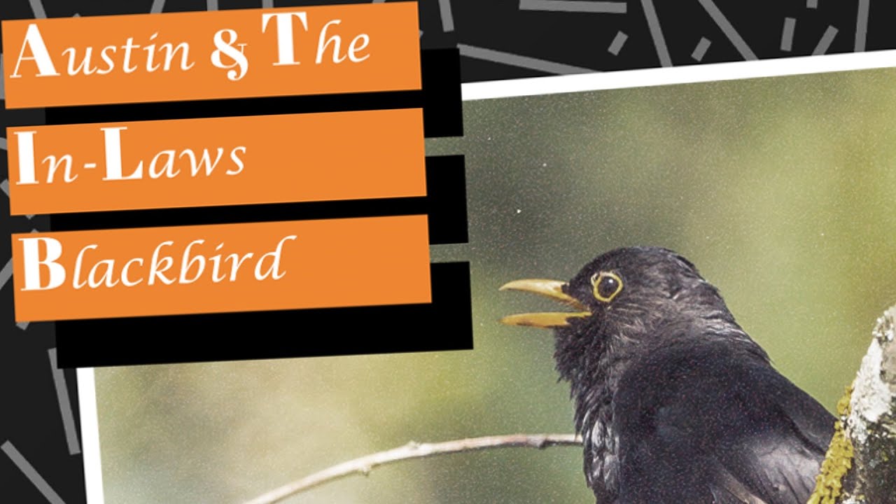 Austin and the In-Laws - Blackbird (The Beatles cover) - YouTube Music