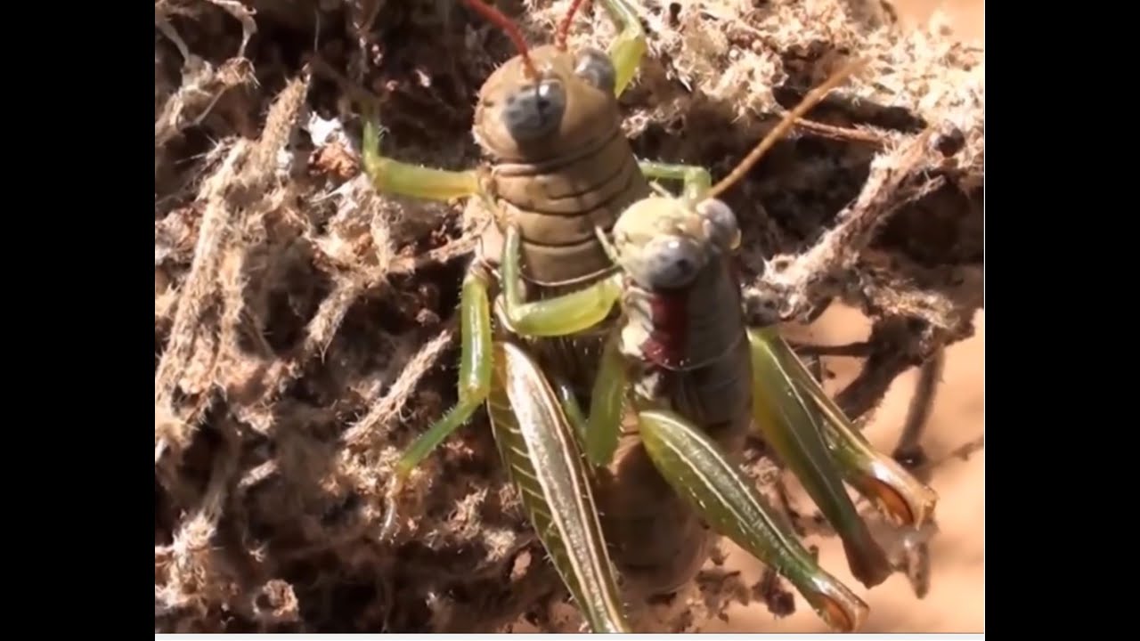 Locust Mating And Giving Birth - YouTube