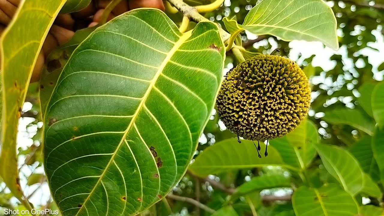 kadamba tree కదంబ వృక్షం kadimi tree కడిమి చెట్టు - YouTube