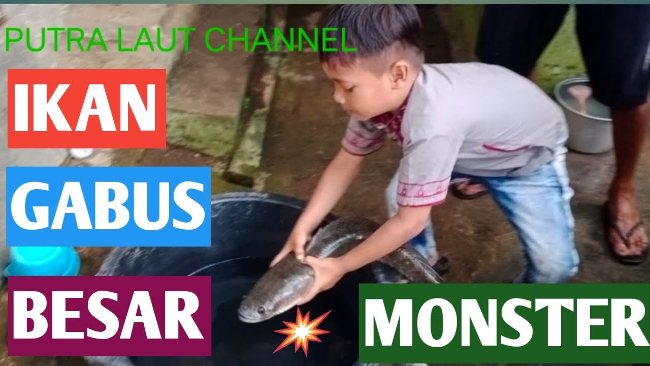 pas ingin ikan gabus yang besar bubu jebakku dapat yang monster - YouTube