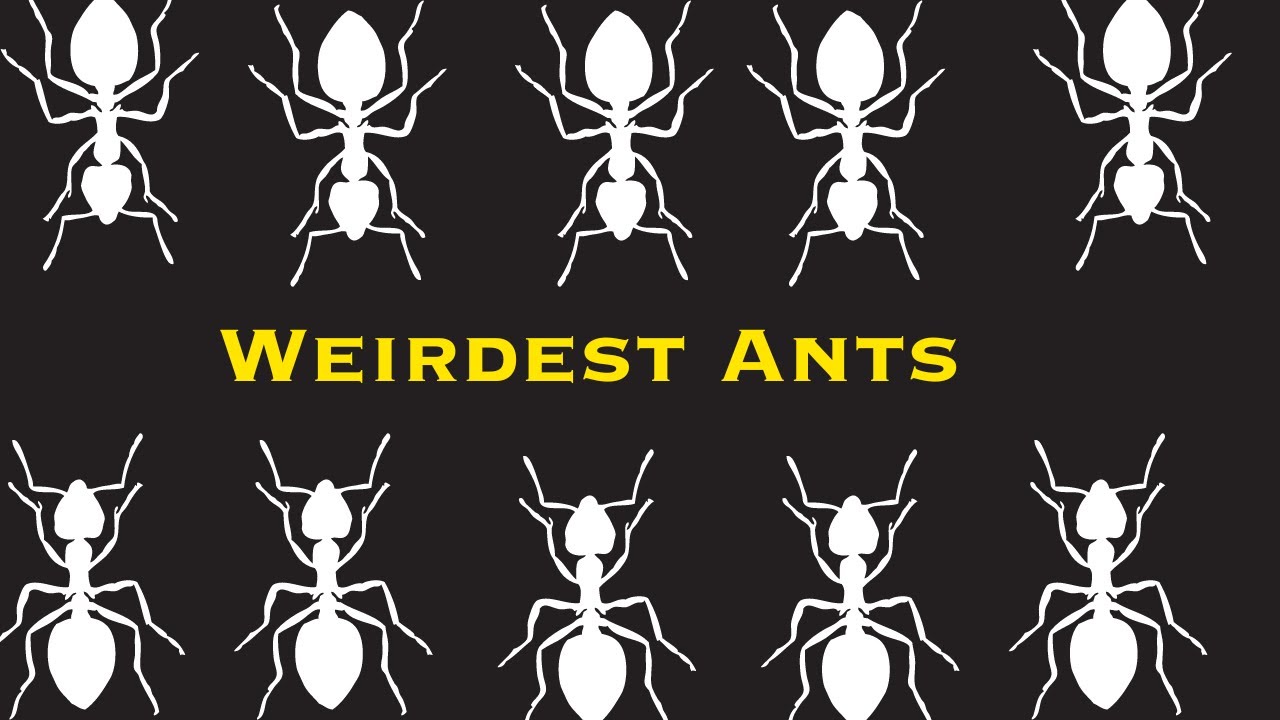 The Weirdest Ants - YouTube