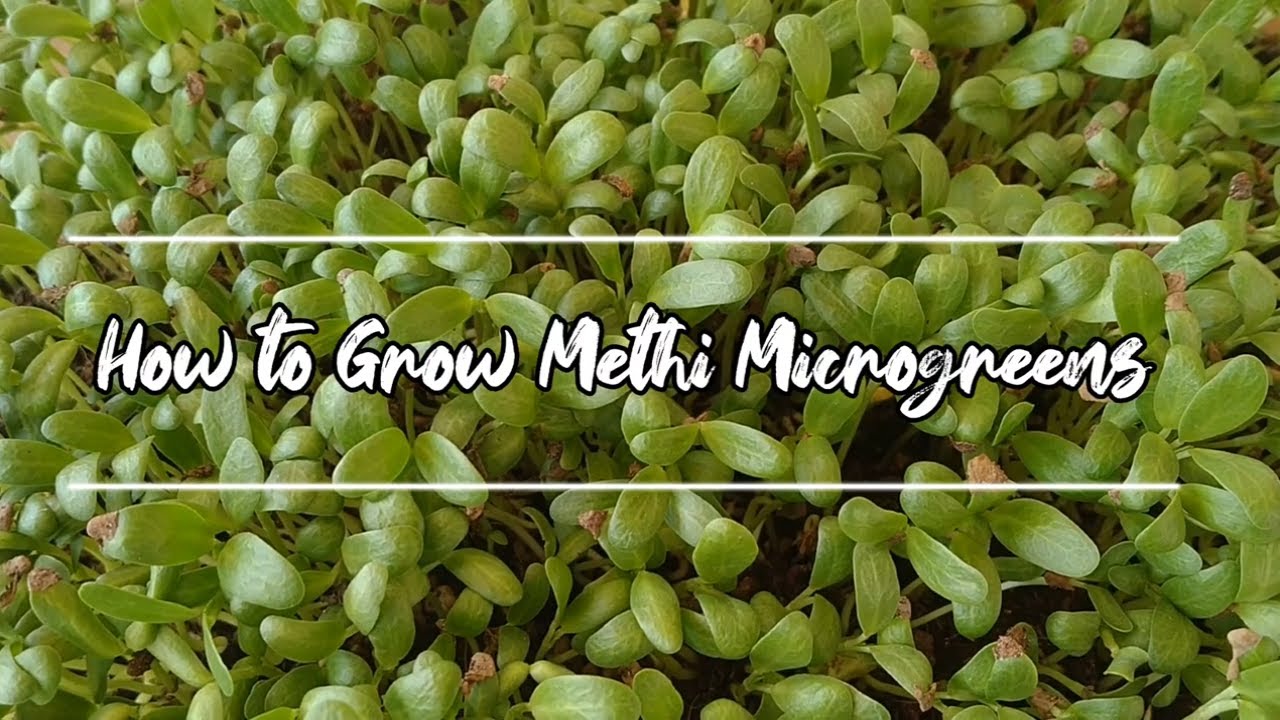 How to grow methi microgreens - YouTube