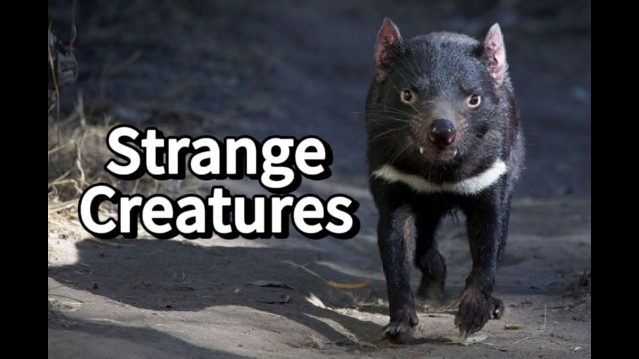 Strange creatures you've never seen before! - YouTube