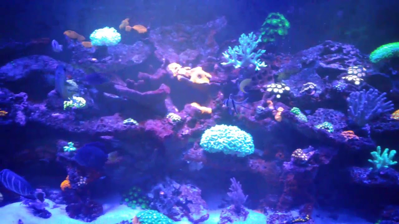 220 reef tank under blue led lights - YouTube