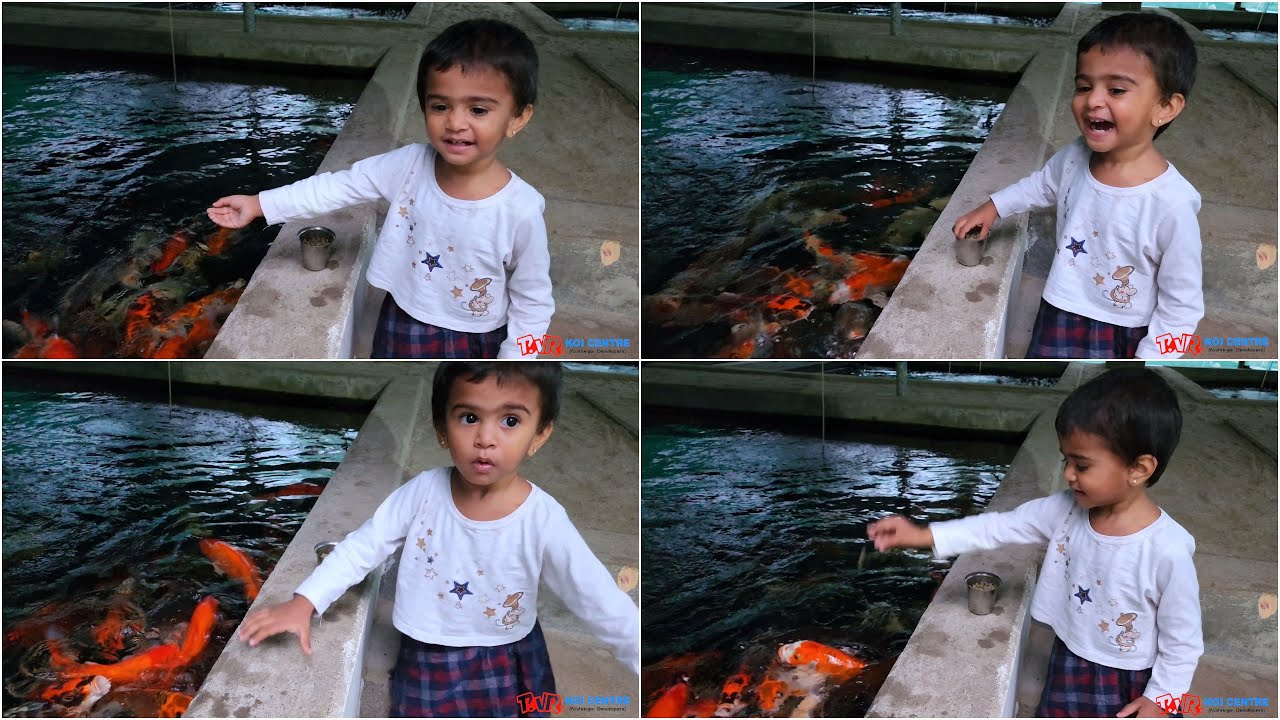 If a kid serves koi, do kois enjoy their meal? - YouTube