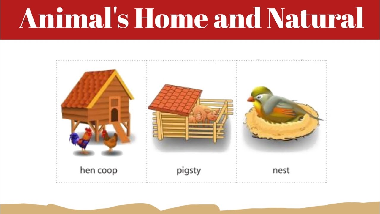 Animal Homes & Natural Habitats | Learn Vocabulary with AI Magic - YouTube