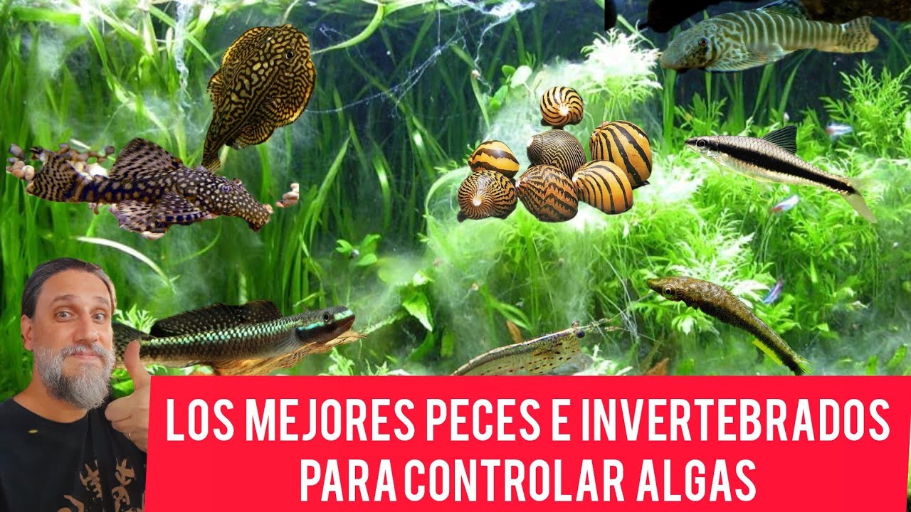 Los mejores peces e invertebrados para Controlar algas - YouTube