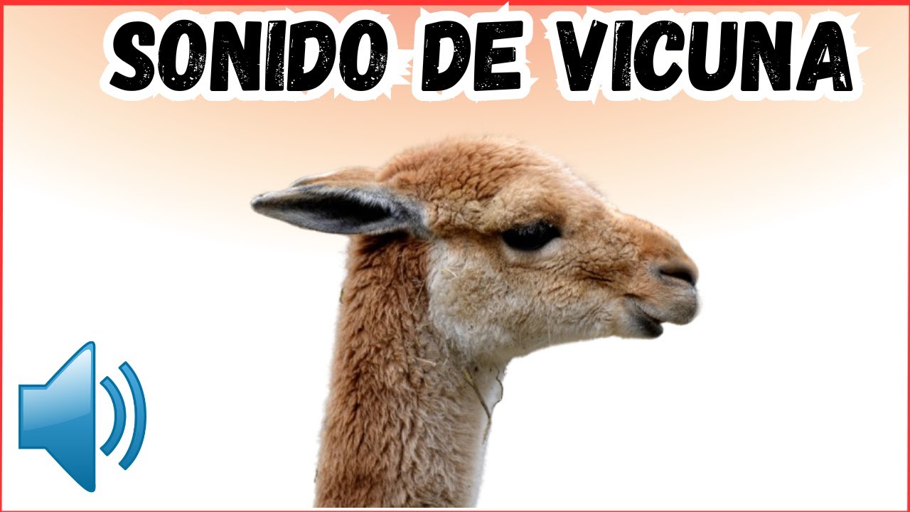 Sonido de vicuña - YouTube