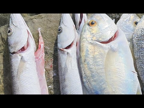 Jeddah Fishing - YouTube