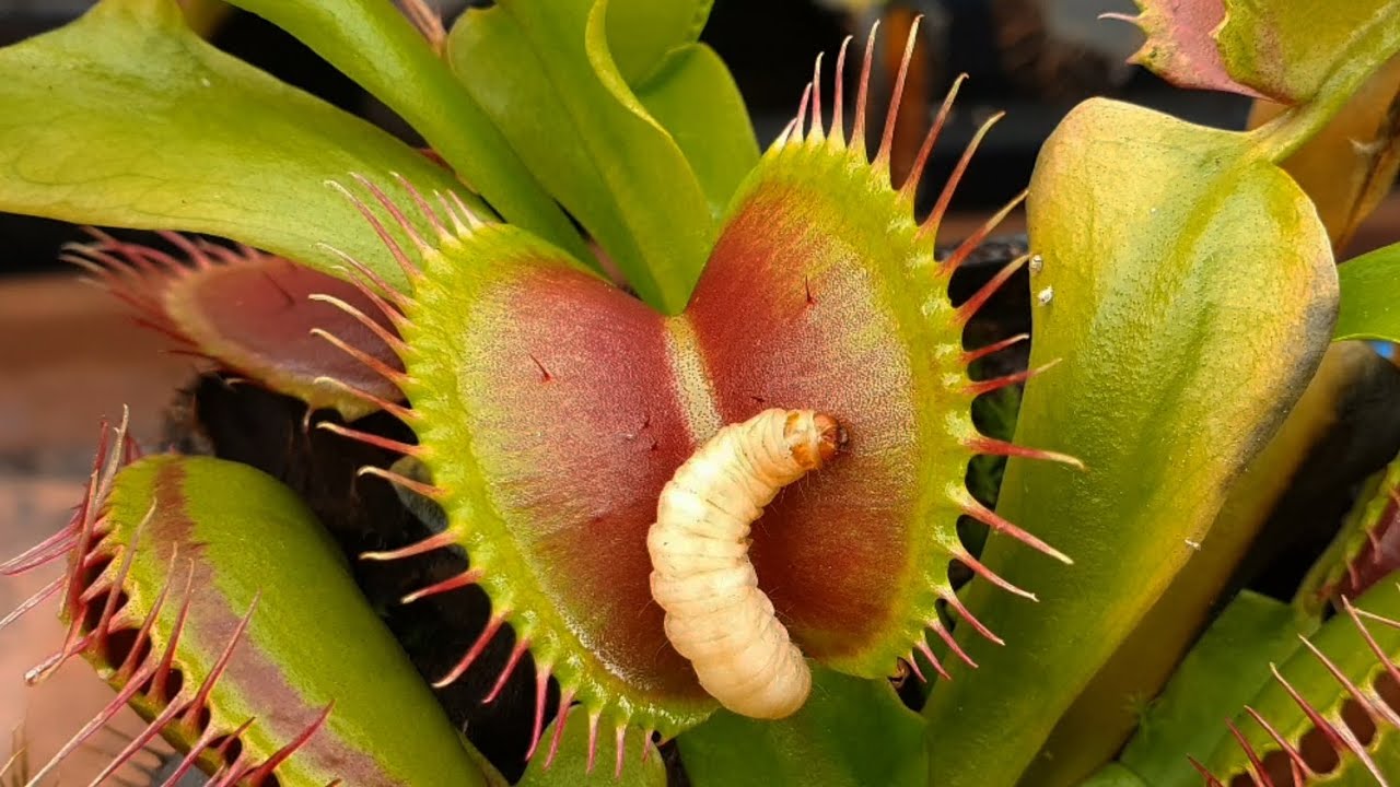 Venus Flytraps eating worms up close - YouTube