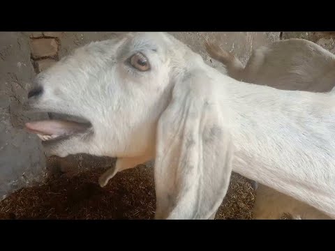 Goat voice sound/ bakri ki awaaz - YouTube