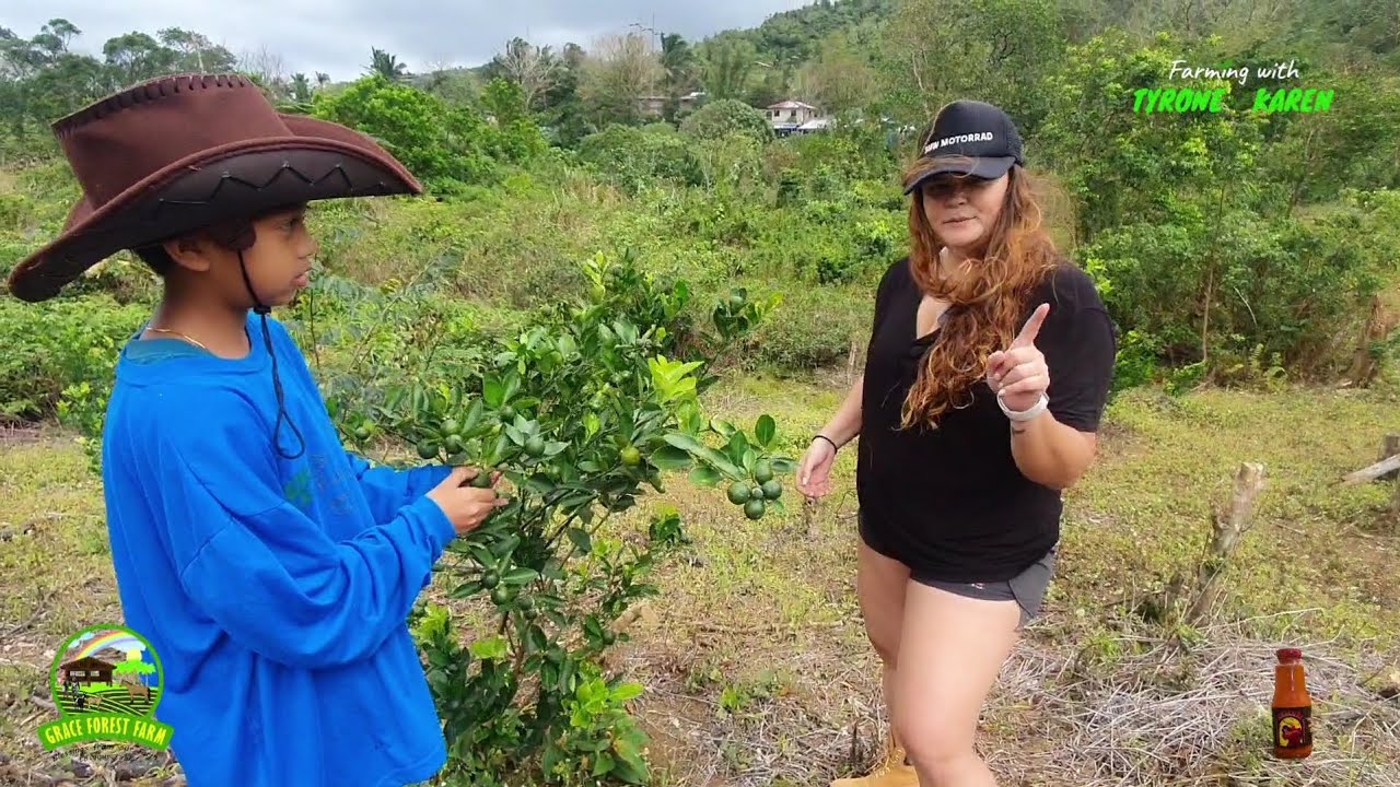 FIRST CALAMANSI HARVEST! BEAUTY OF FARMING! - YouTube