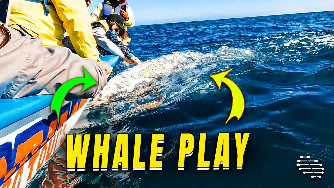Whale Family Playtime Near Surface Delights Tourists - YouTube