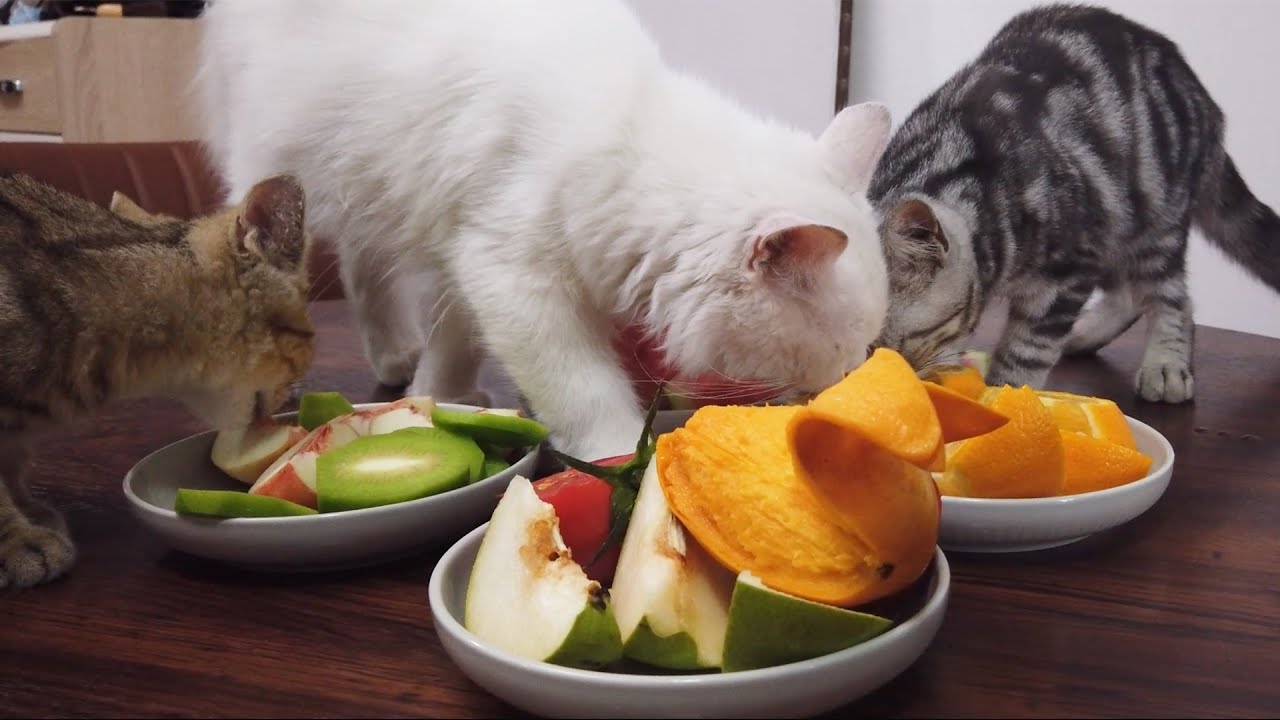 Cat's reaction to fruit | What happens when a cat smells fruit? - YouTube