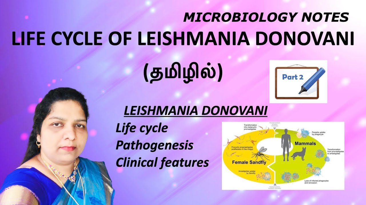 Life cycle of Leishmania donovani / Pathogenesis / clinical features ...