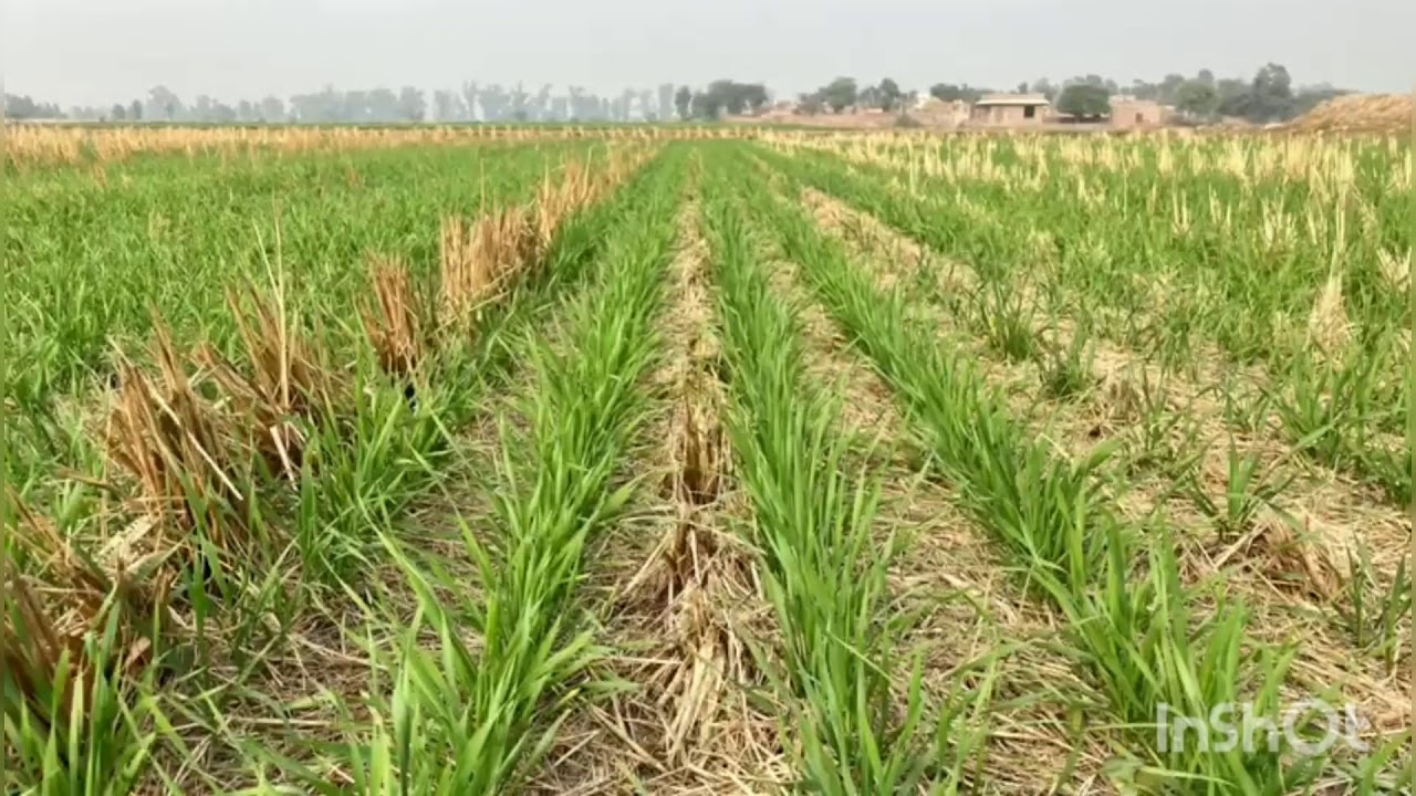 Organic Mulching in Wheat Crop | Wheat Crop grown with zero tillage ...