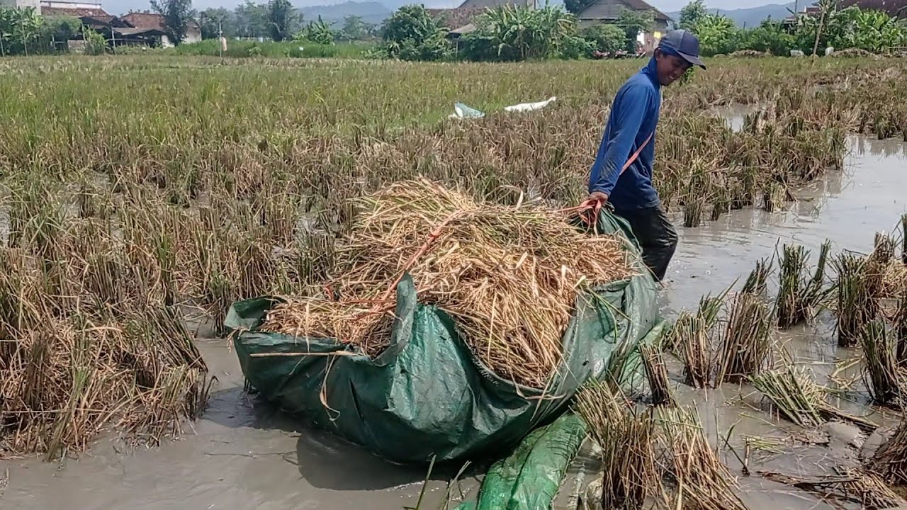 akhirnya selesai ini panen padi dengan cara tradisional yang sangat ...