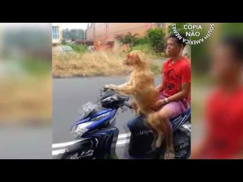 Cachorro pilotando moto ao som de música triste do Naruto