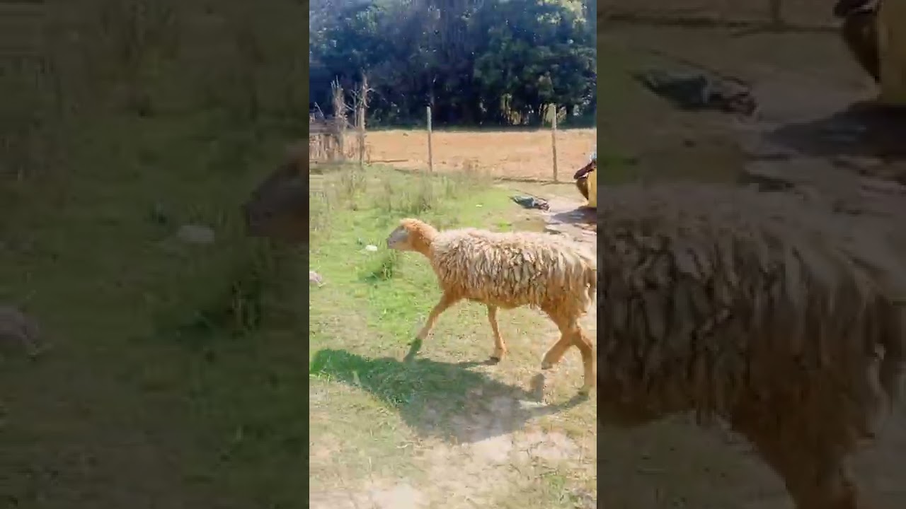 Sheep Roar || Sheep Sound Effect || भेड़ की चीख निकल गई || #shorts //# ...