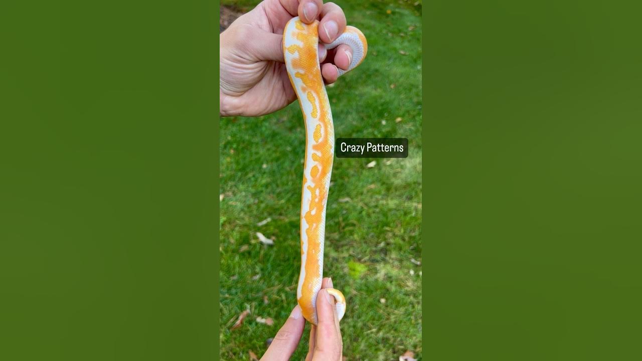 HOW CRAZY IS THE PATTERN ON THESE BALL PYTHONS - YouTube