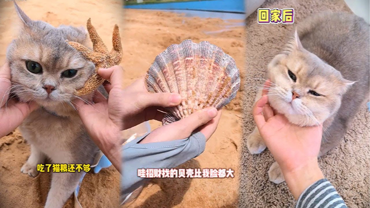 今天和閨蜜去趕海，這貝殼裏的珍珠居然會發光，招財帶我們找到了個鉆戒！ #萌寵出道計劃 #招財貓 #尋寶 #好主人#cats #pets #cute - YouTube