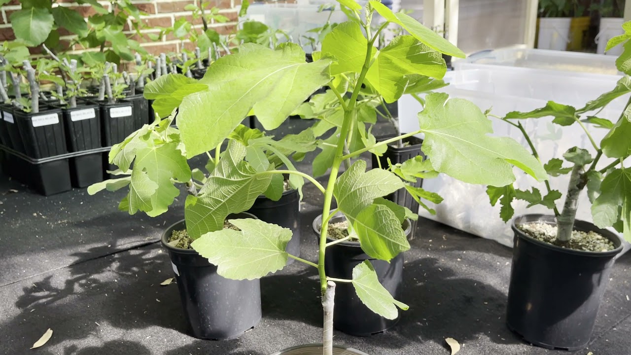 FIG TREES COLLECTION: (Ep 13) BẠN CẦN MUA FIG - MÌNH CÓ BÁN NHÉ - YouTube