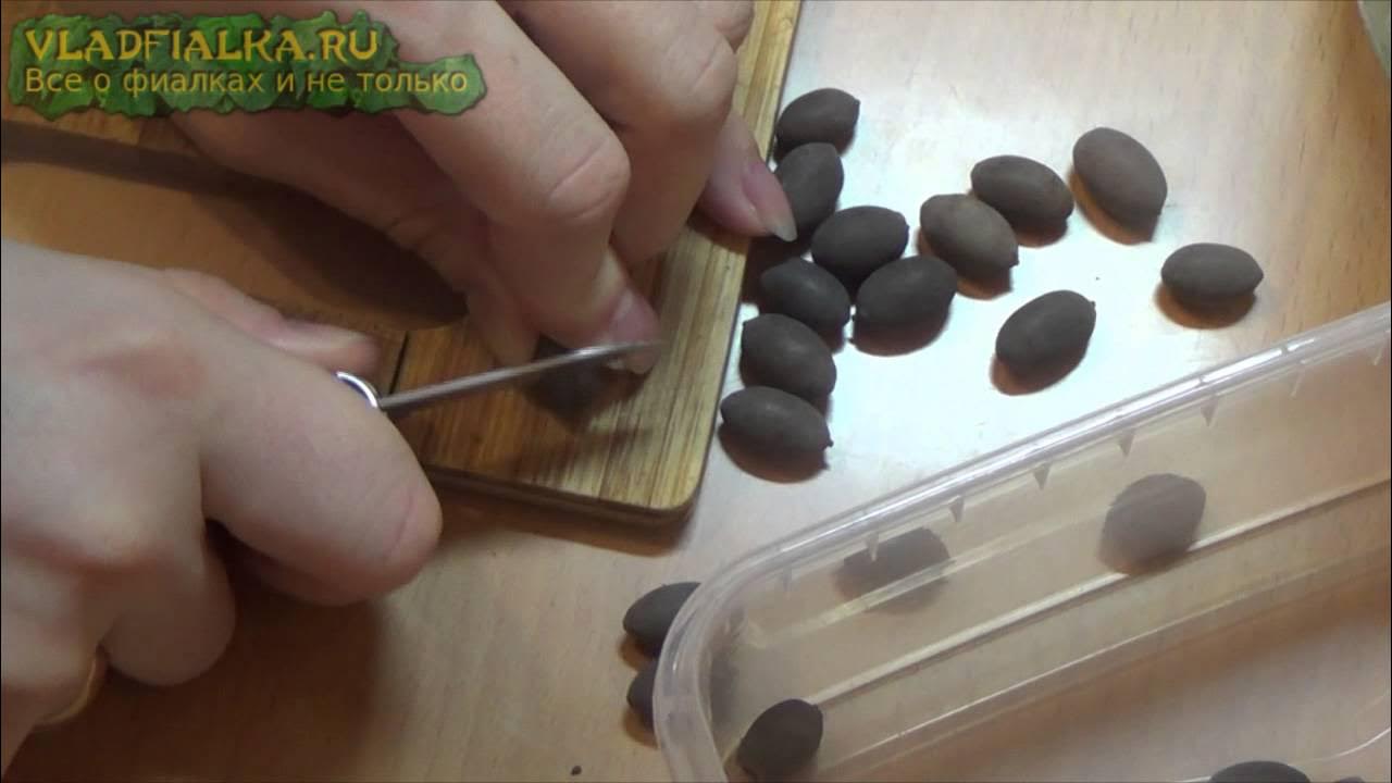 Как вырастить лотос из семян - YouTube