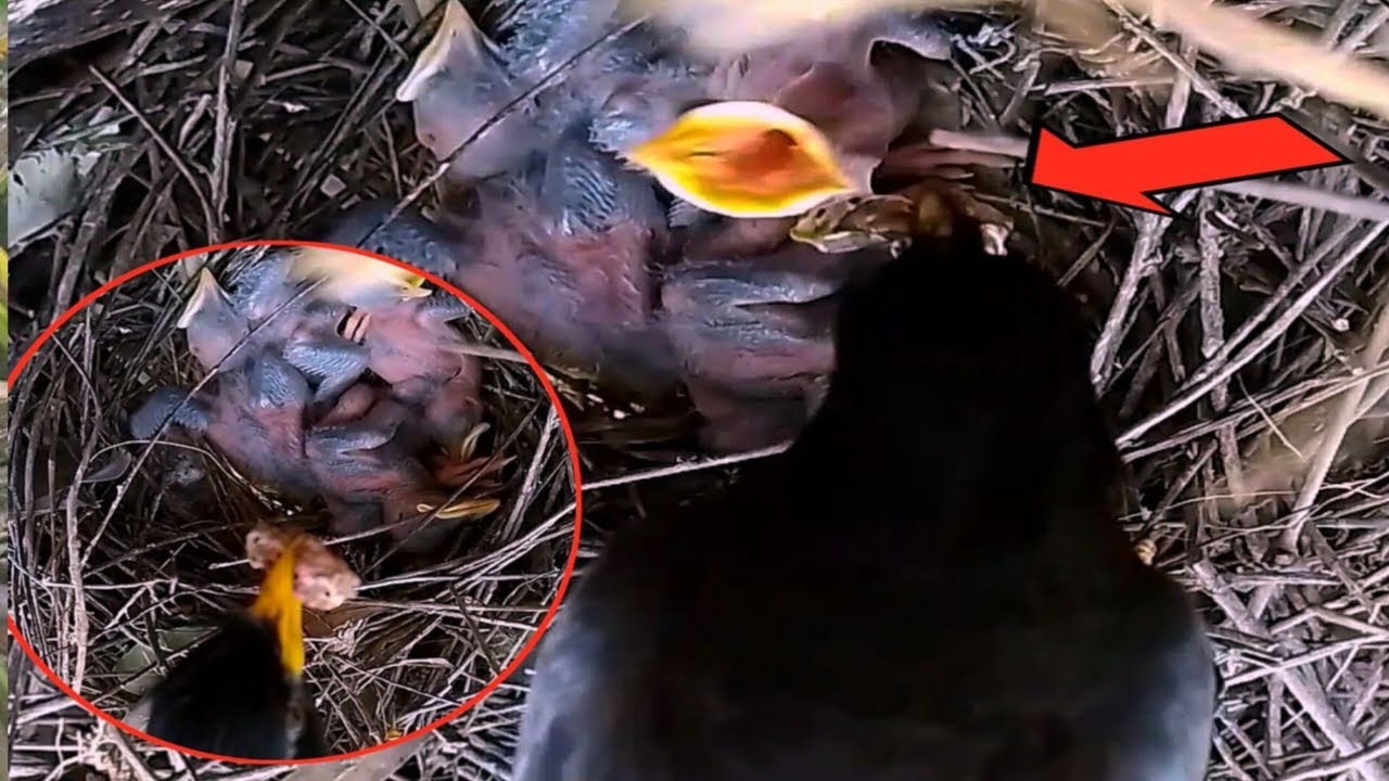 Myna bird brings mother worm to baby.#[baby nest review] - YouTube