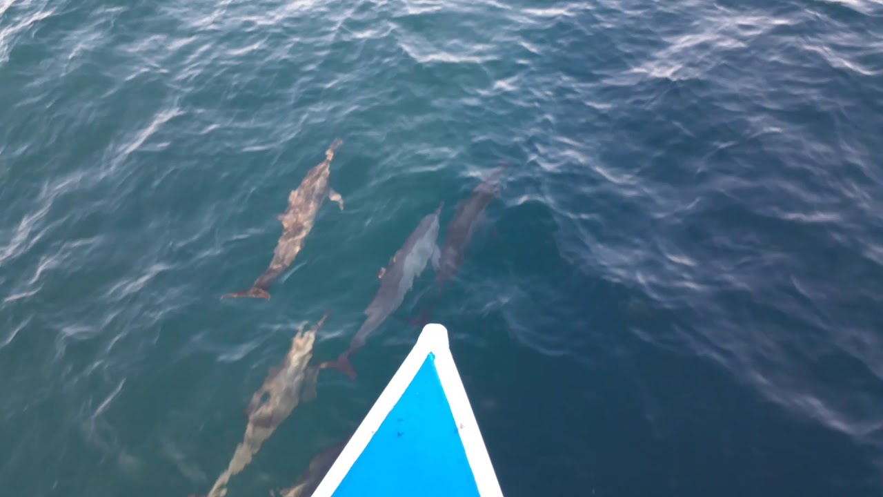 Better Dolphins Movement #dolphins #mirissa #srilanka #whalewatching # ...