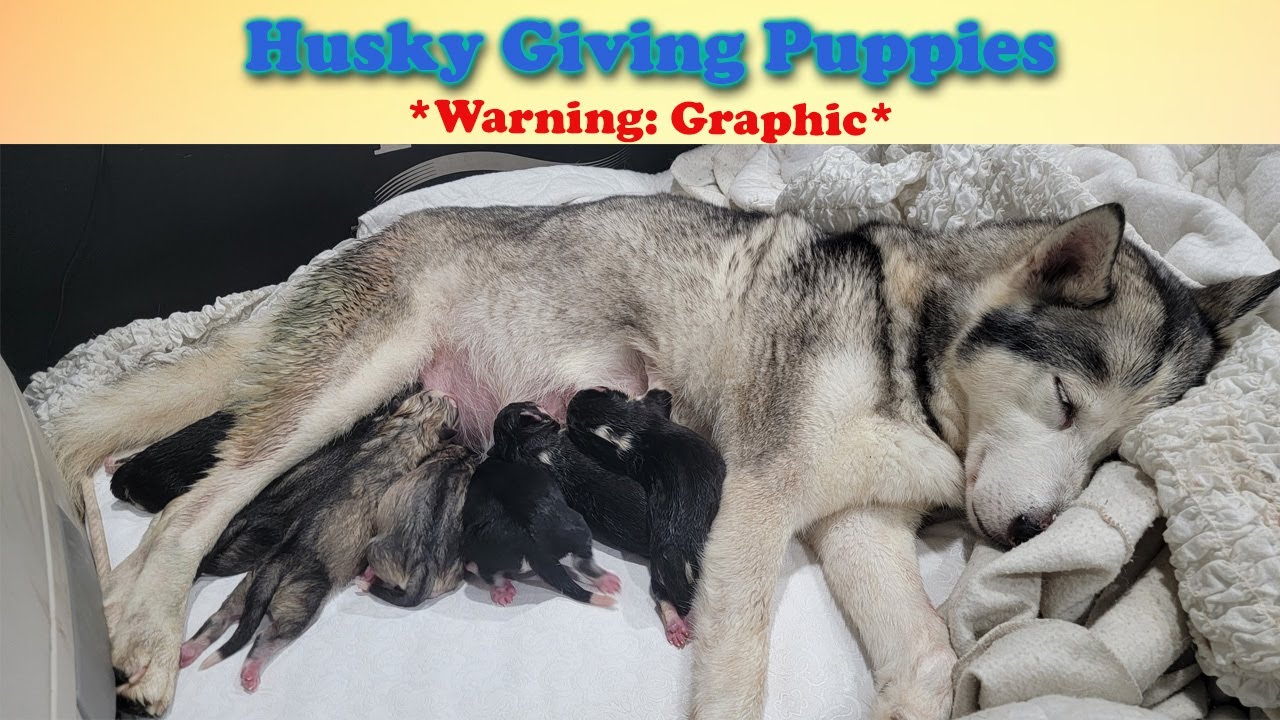(Warning Graphic) Husky Giving Birth to 7 Pups - YouTube