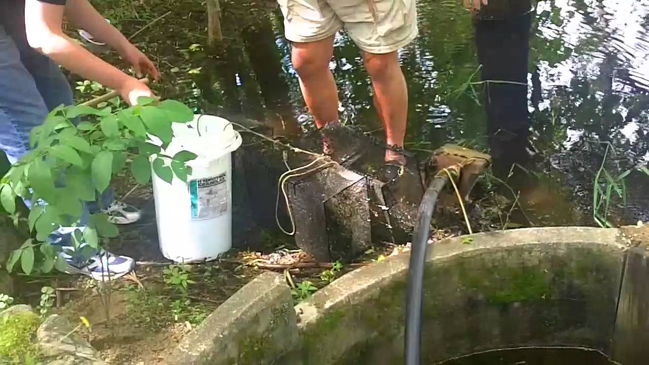 Northern Pike Spawning project on 11th Crow Wing Lake, Akele - YouTube
