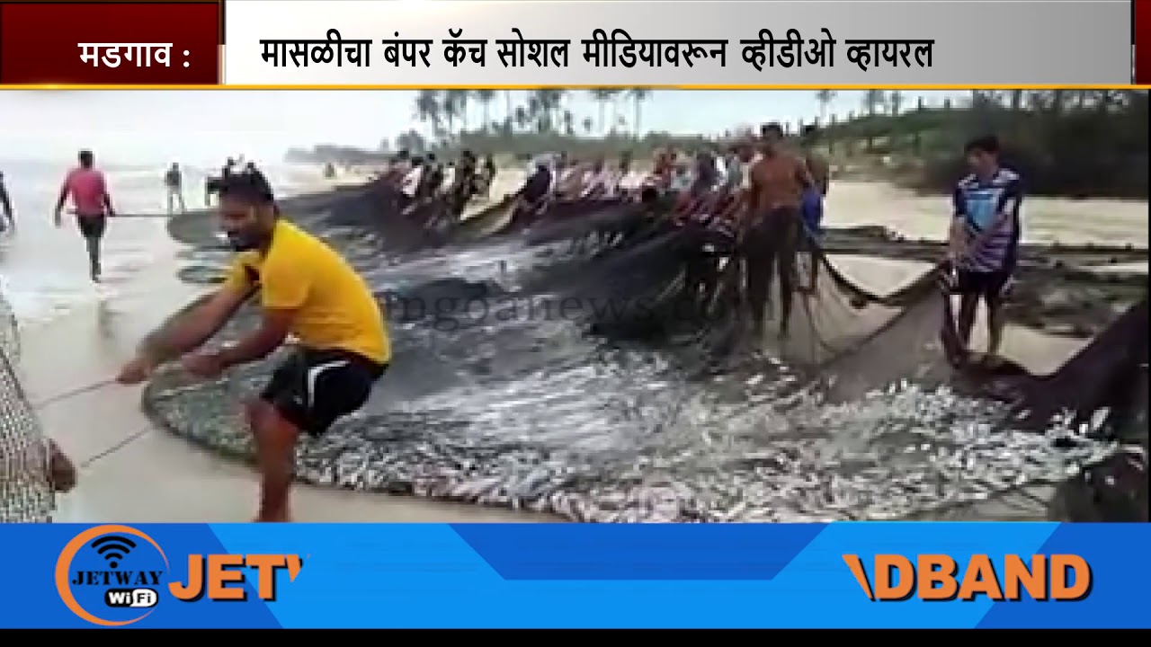 Viral Video Shows 'Bumper' Fish Catch At Benaulim - YouTube
