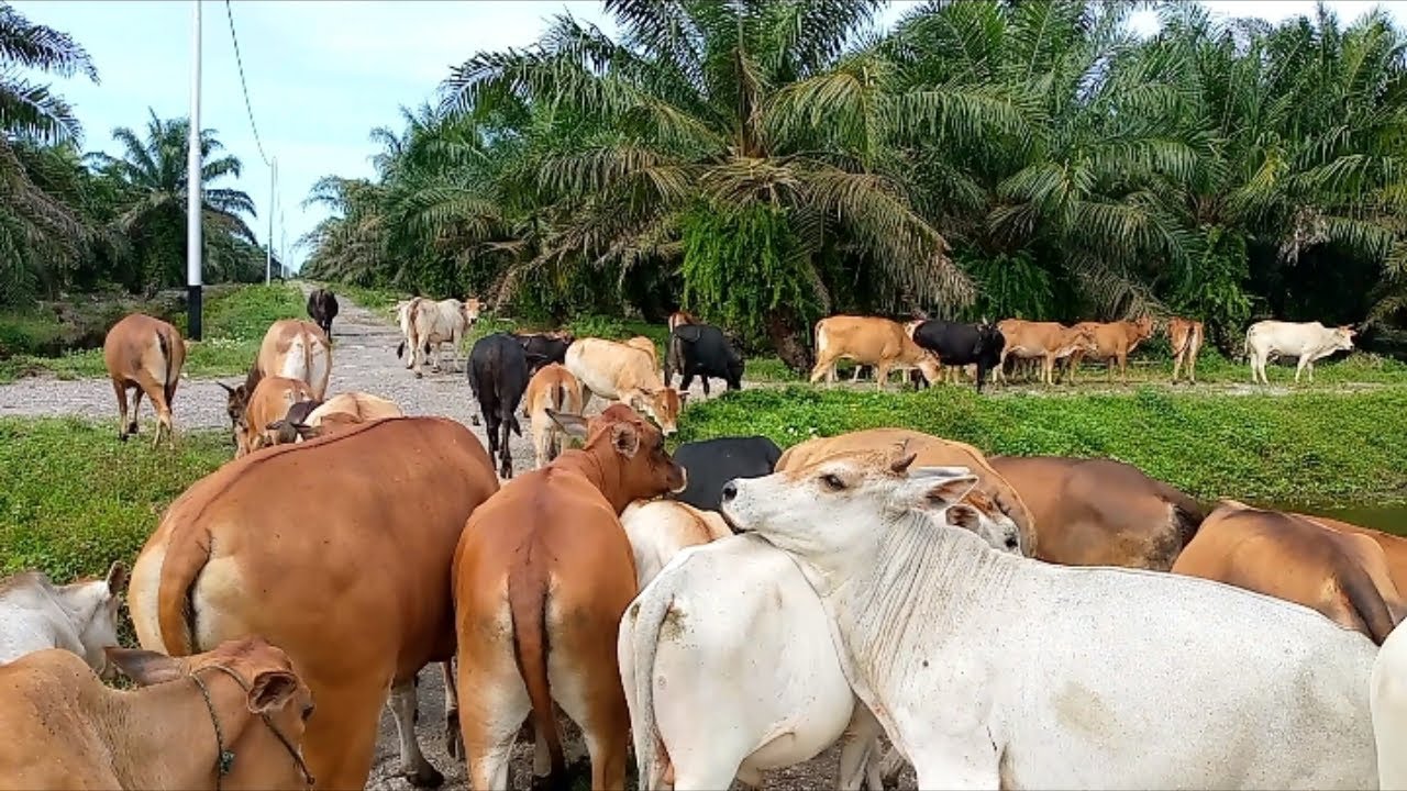 budidaya sapi di perkebunan sawit/Sapi di perkebunan sawit/sapi umbaran ...